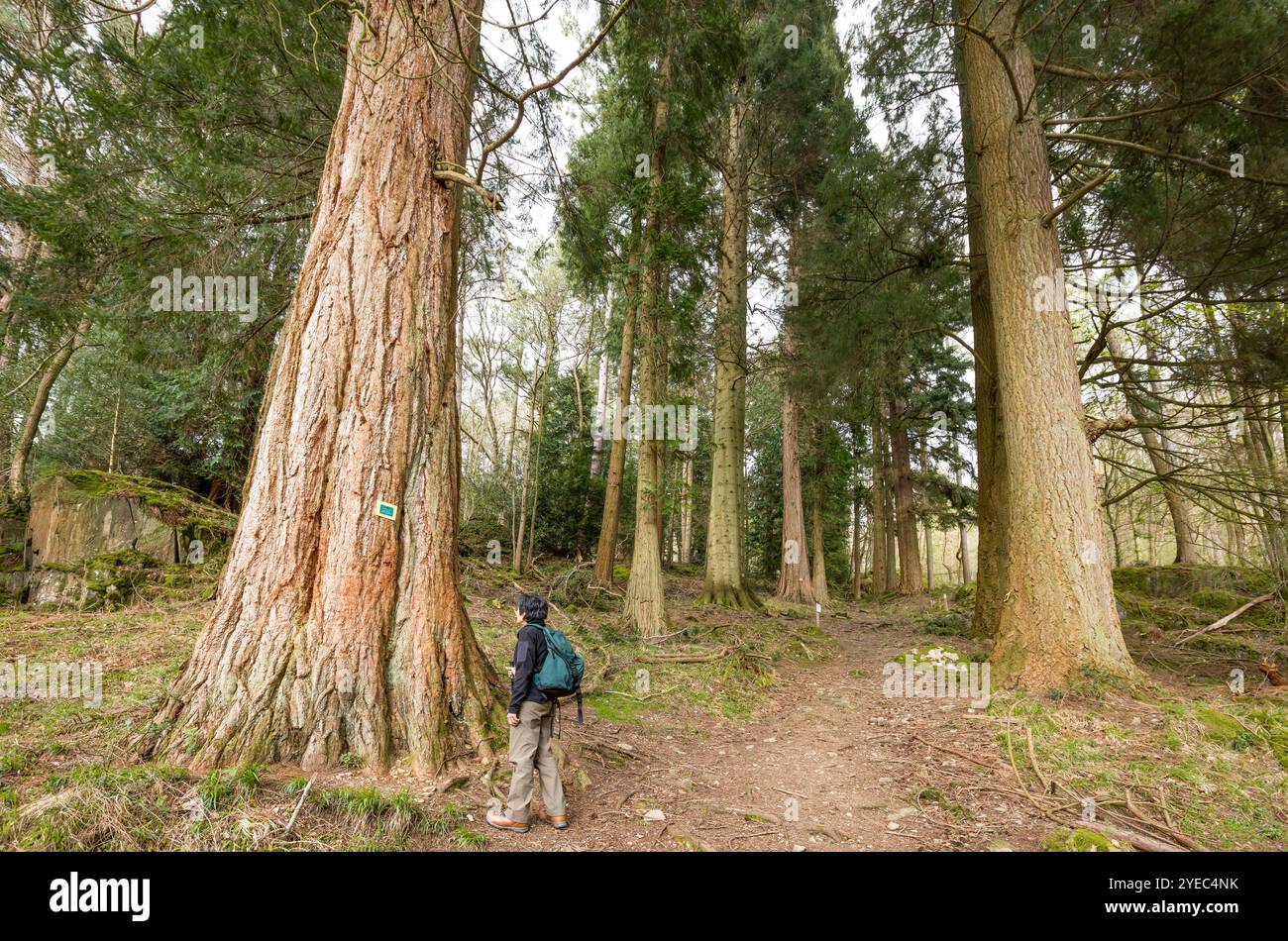 Indian woman looking at tallest grand fir in England. Gallery of Giants ...
