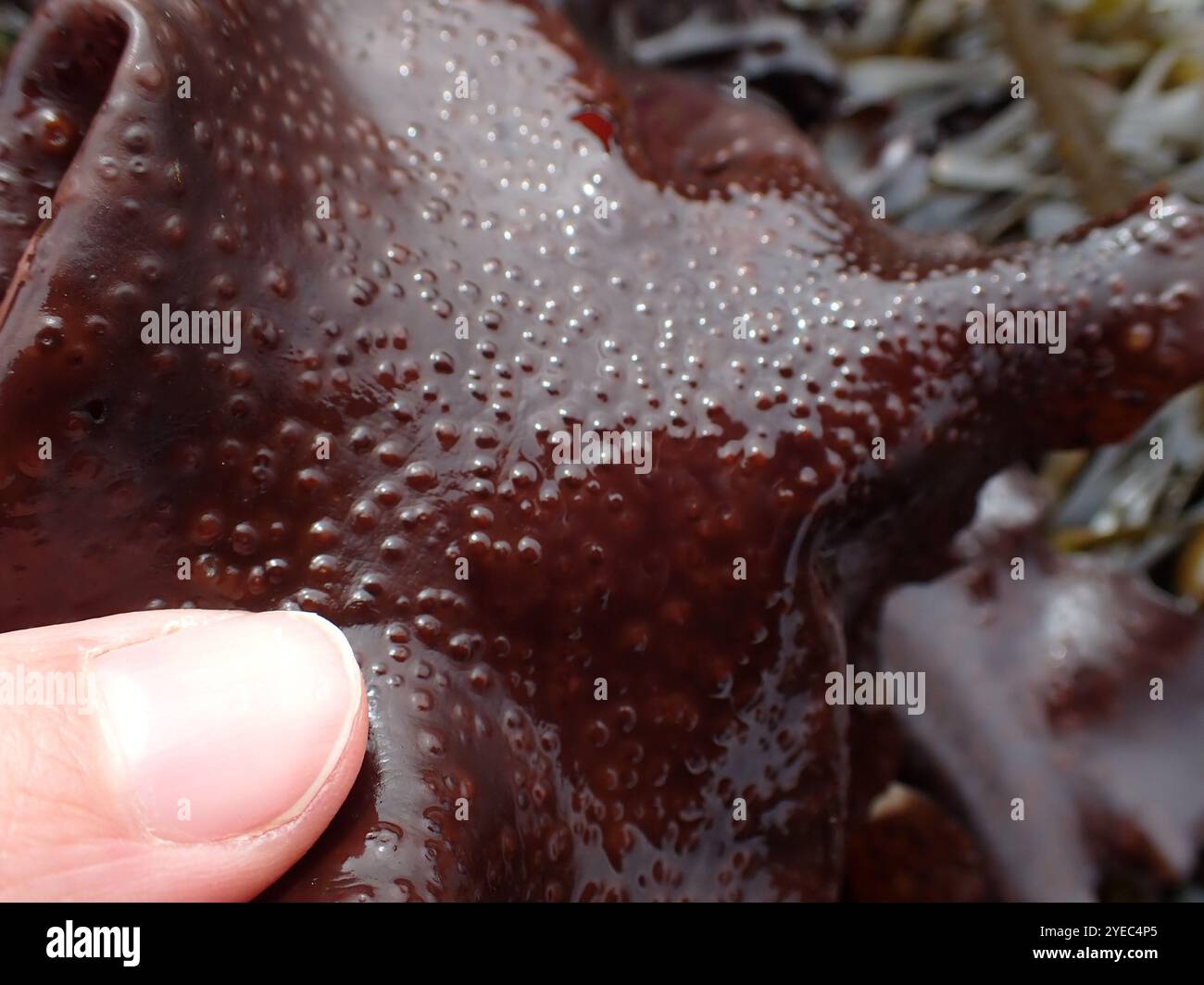 Gigartinaceae hi-res stock photography and images - Alamy