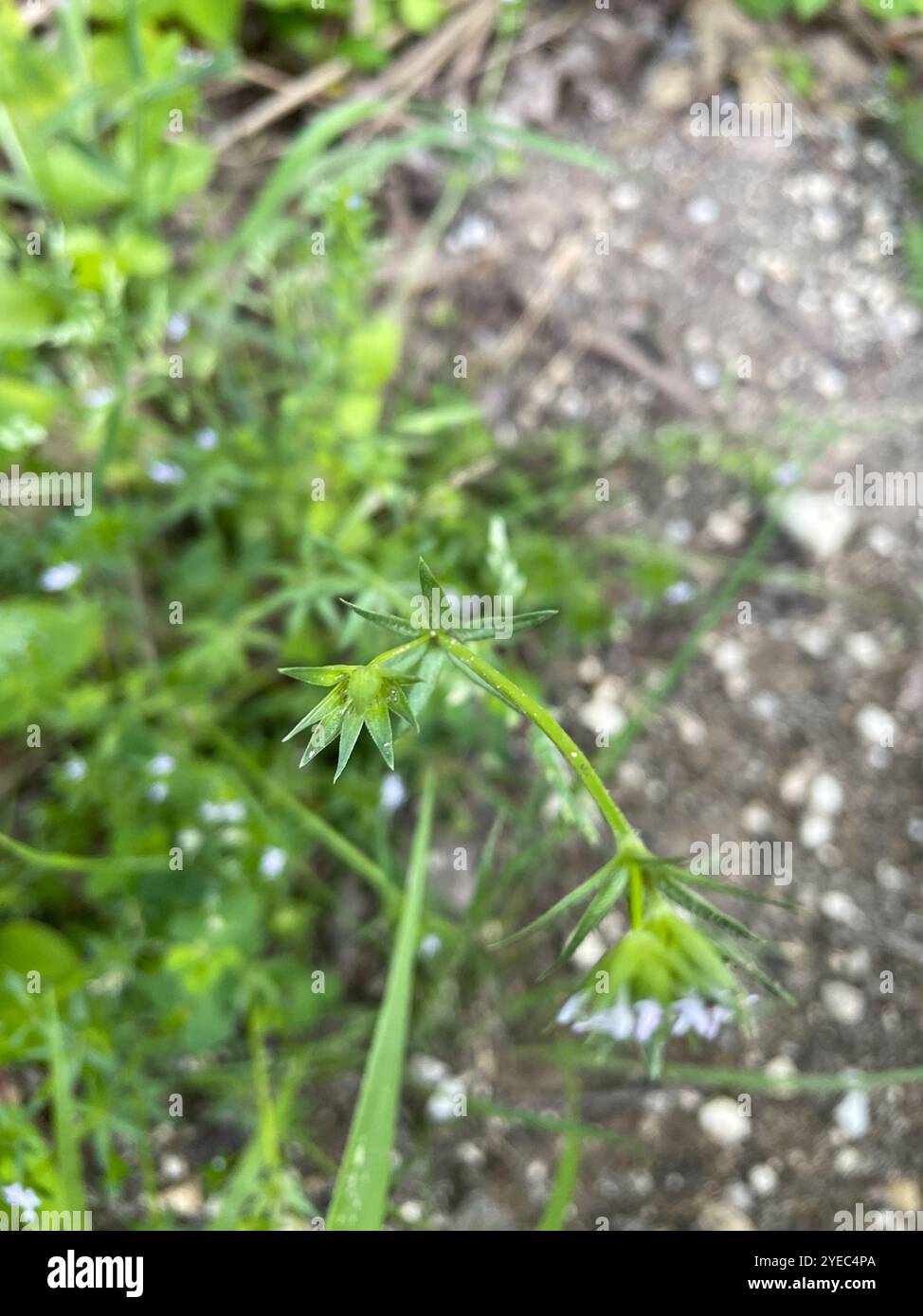 Field madder (Sherardia arvensis Stock Photo - Alamy
