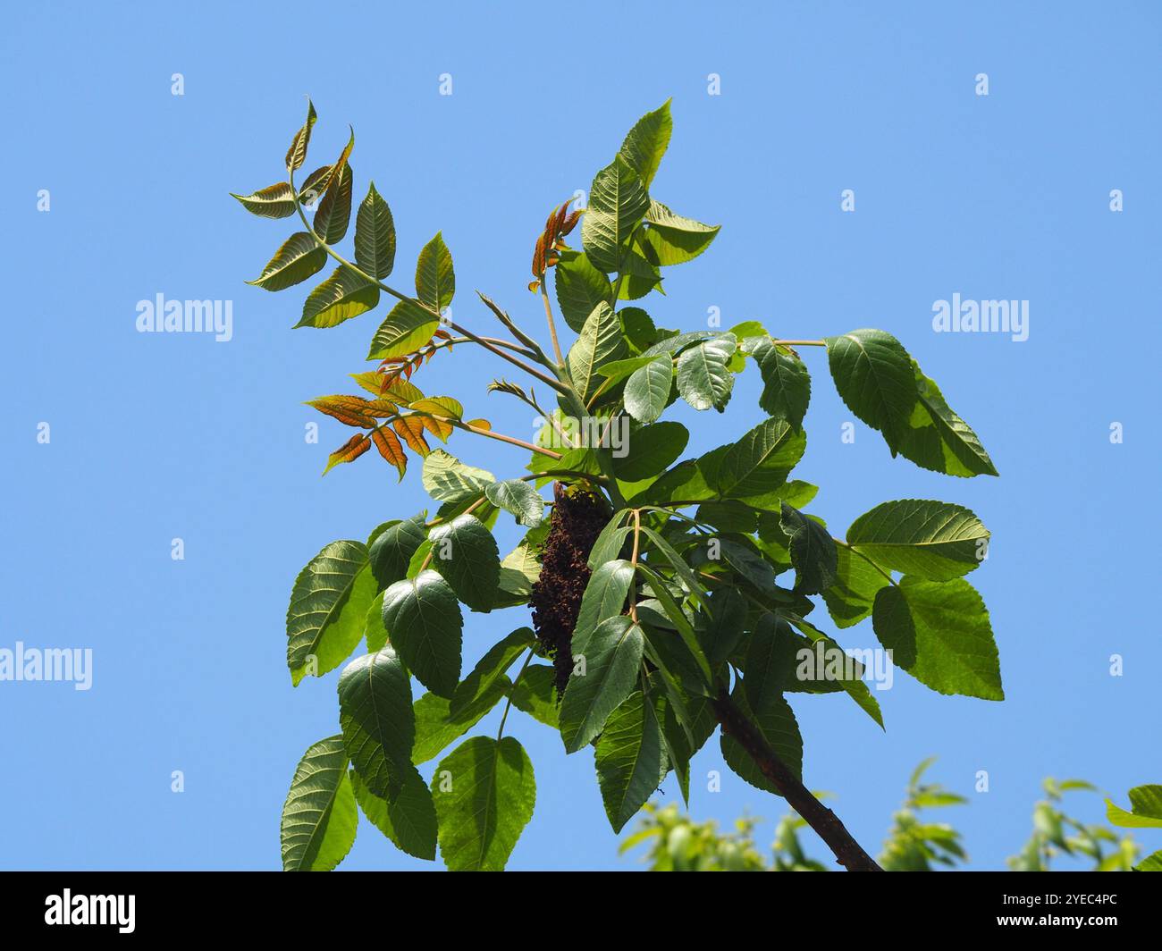 (Rhus chinensis roxburghii Stock Photo - Alamy