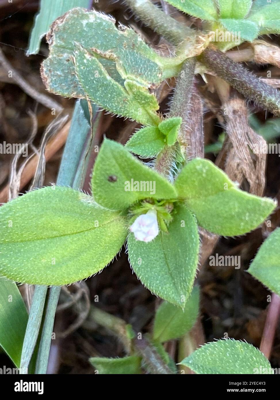 Tropical Mexican Clover (Richardia brasiliensis Stock Photo - Alamy