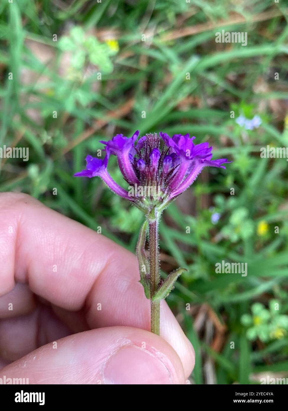 Slender Vervain (Verbena rigida Stock Photo - Alamy