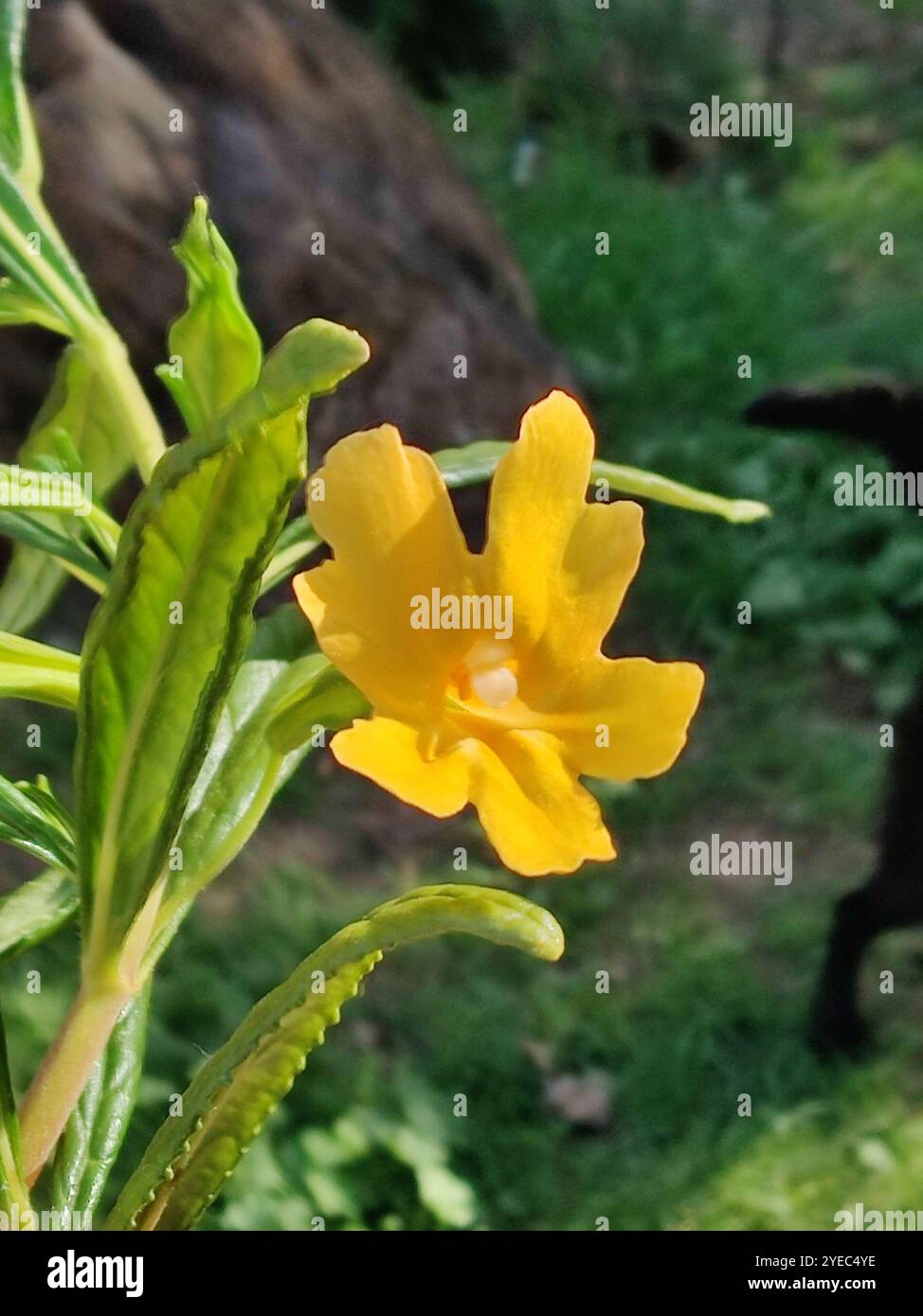 orange bush monkeyflower (Diplacus aurantiacus Stock Photo - Alamy