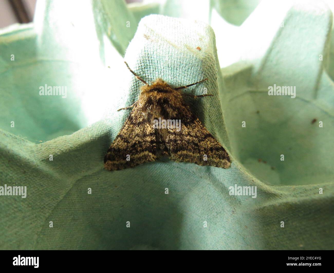 Lycia hirtaria hi-res stock photography and images - Alamy