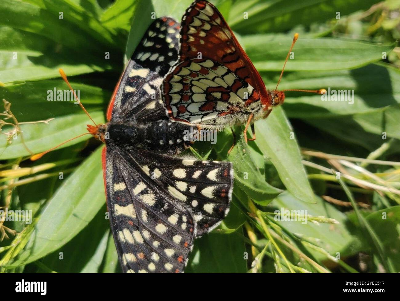 Variable Checkerspot (Euphydryas chalcedona Stock Photo - Alamy