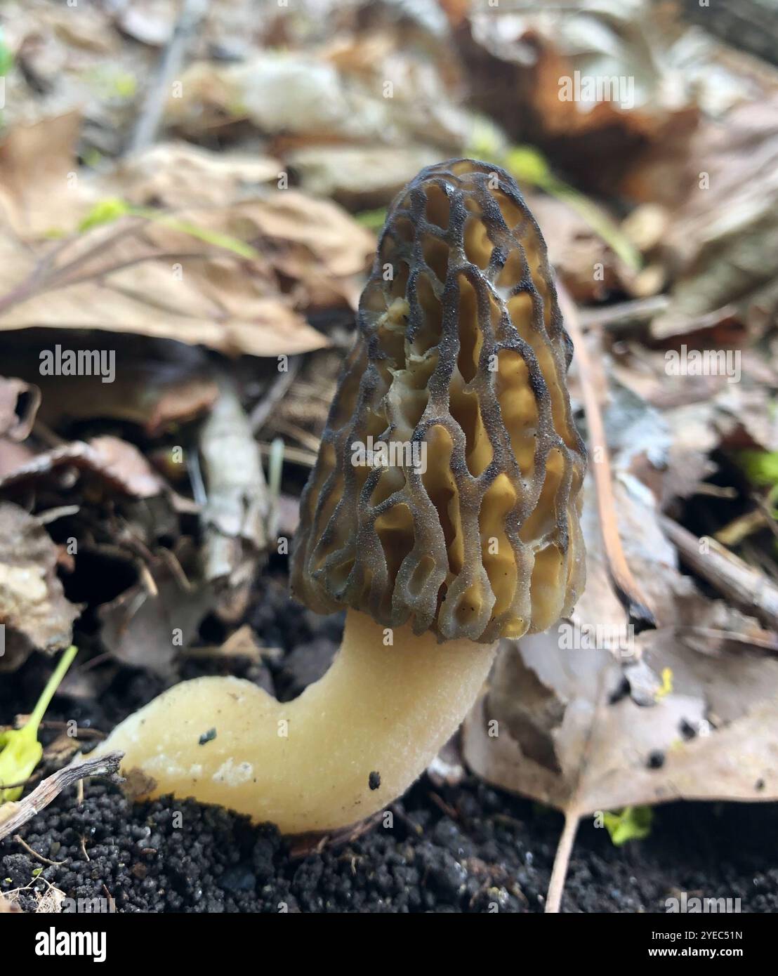 black morel (Morchella angusticeps Stock Photo - Alamy