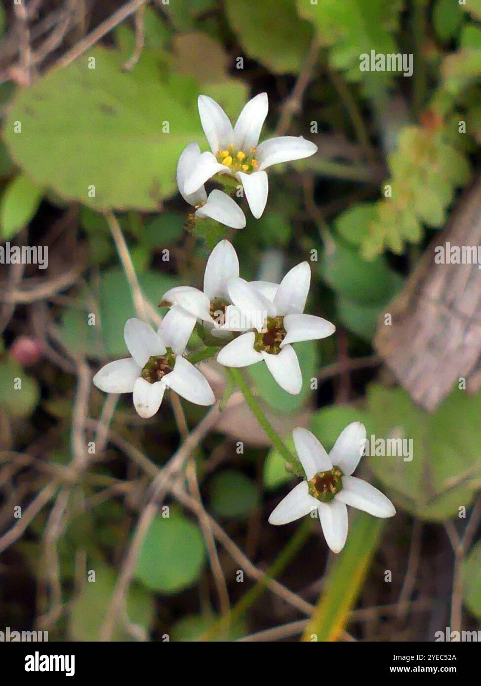 Micranthes virginiensis hi-res stock photography and images - Alamy