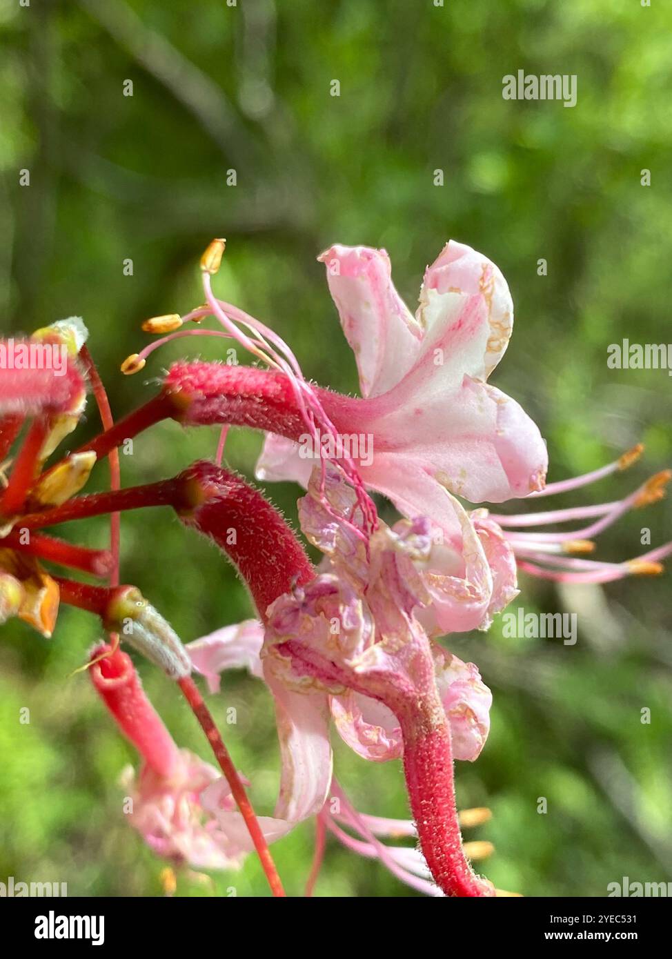 rhododendrons and azaleas (Rhododendron Stock Photo - Alamy