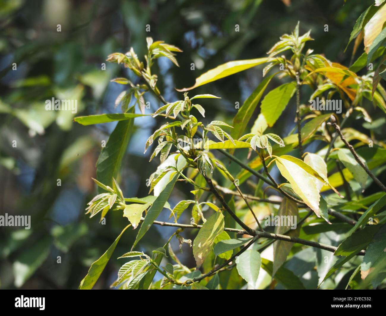 ring-cupped oak (Quercus glauca Stock Photo - Alamy
