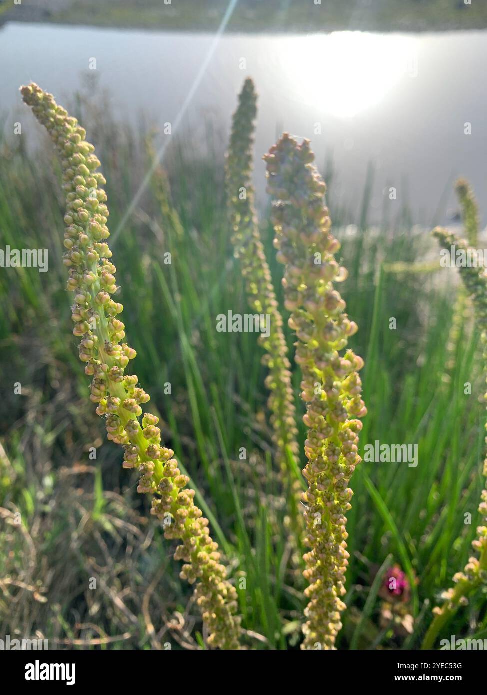 common arrowgrass (Triglochin maritima Stock Photo - Alamy
