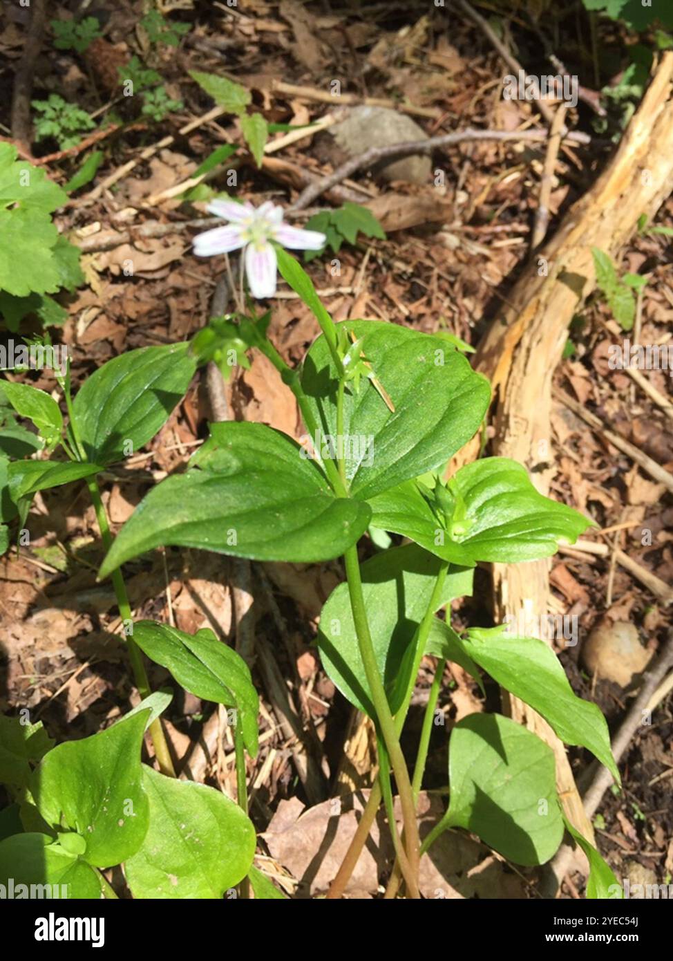 Candy Flower (Claytonia sibirica Stock Photo - Alamy