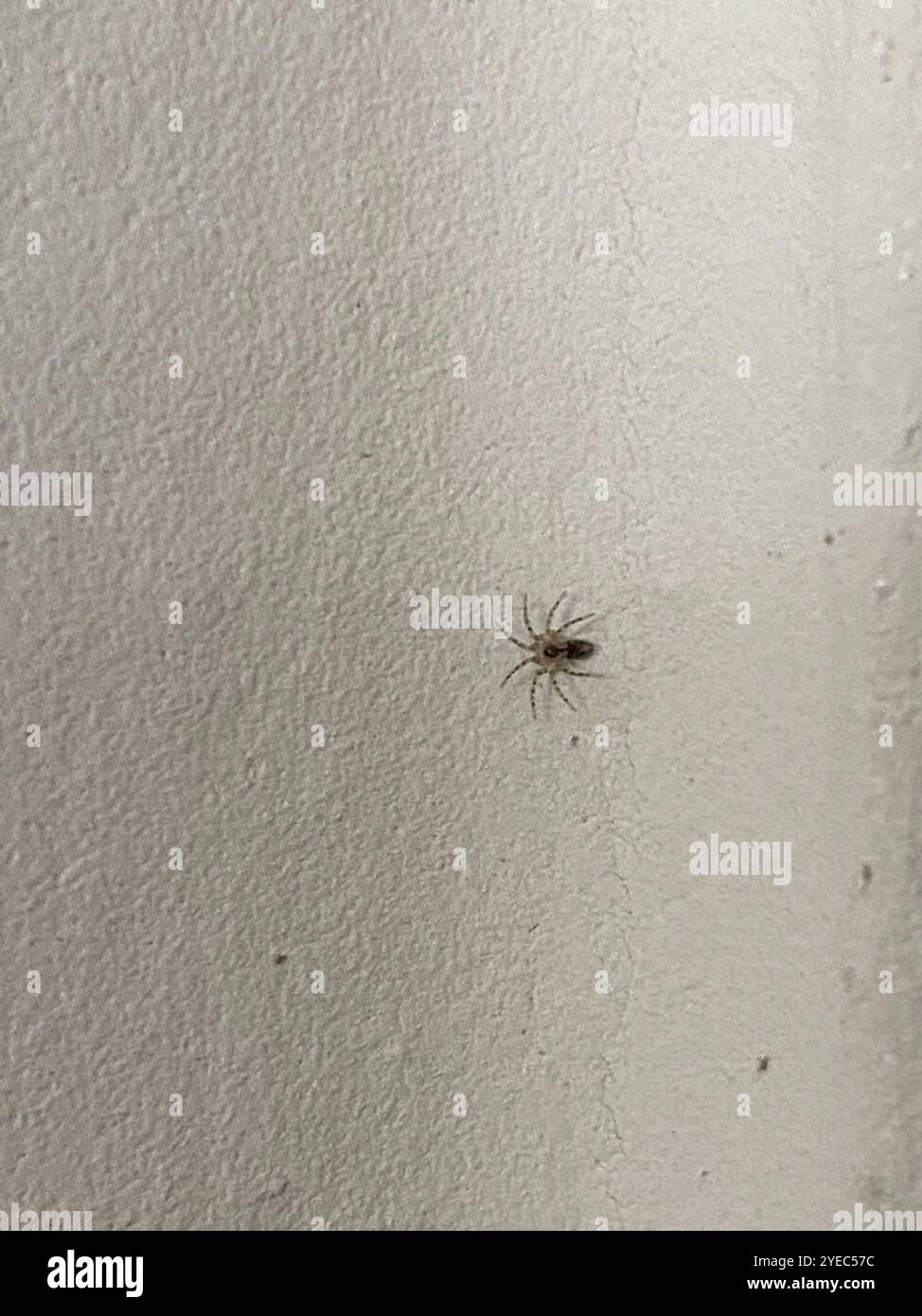 Wall Spider (Oecobius navus Stock Photo - Alamy