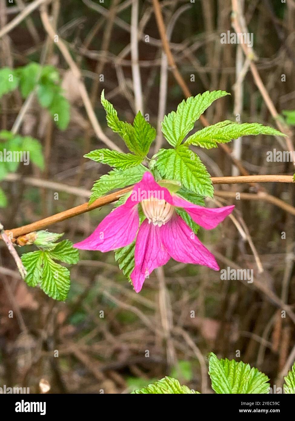 Salmonberry (Rubus spectabilis Stock Photo - Alamy