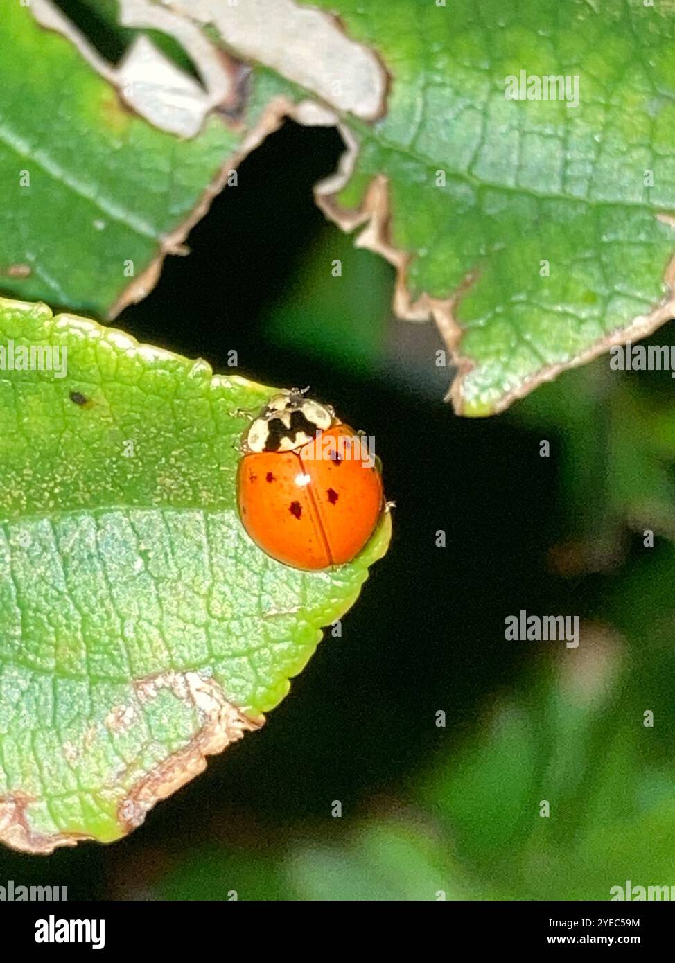 Asian Lady Beetle (Harmonia axyridis Stock Photo - Alamy
