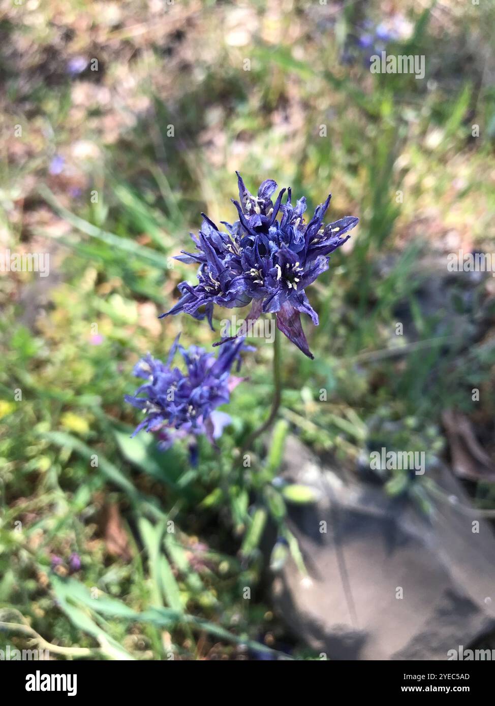flowering plants (Angiospermae Stock Photo - Alamy