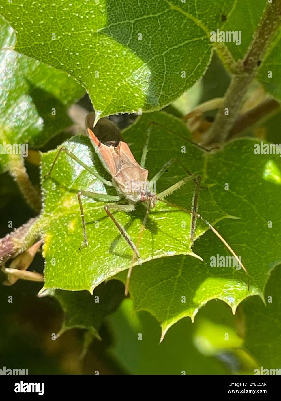 Leafhopper Assassin Bug (Zelus renardii Stock Photo - Alamy