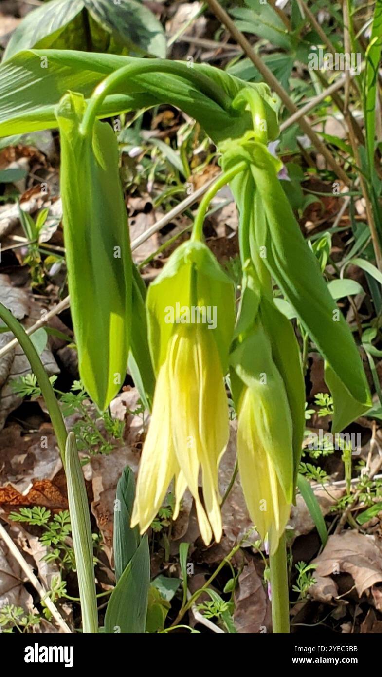 largeflower bellwort (Uvularia grandiflora Stock Photo - Alamy