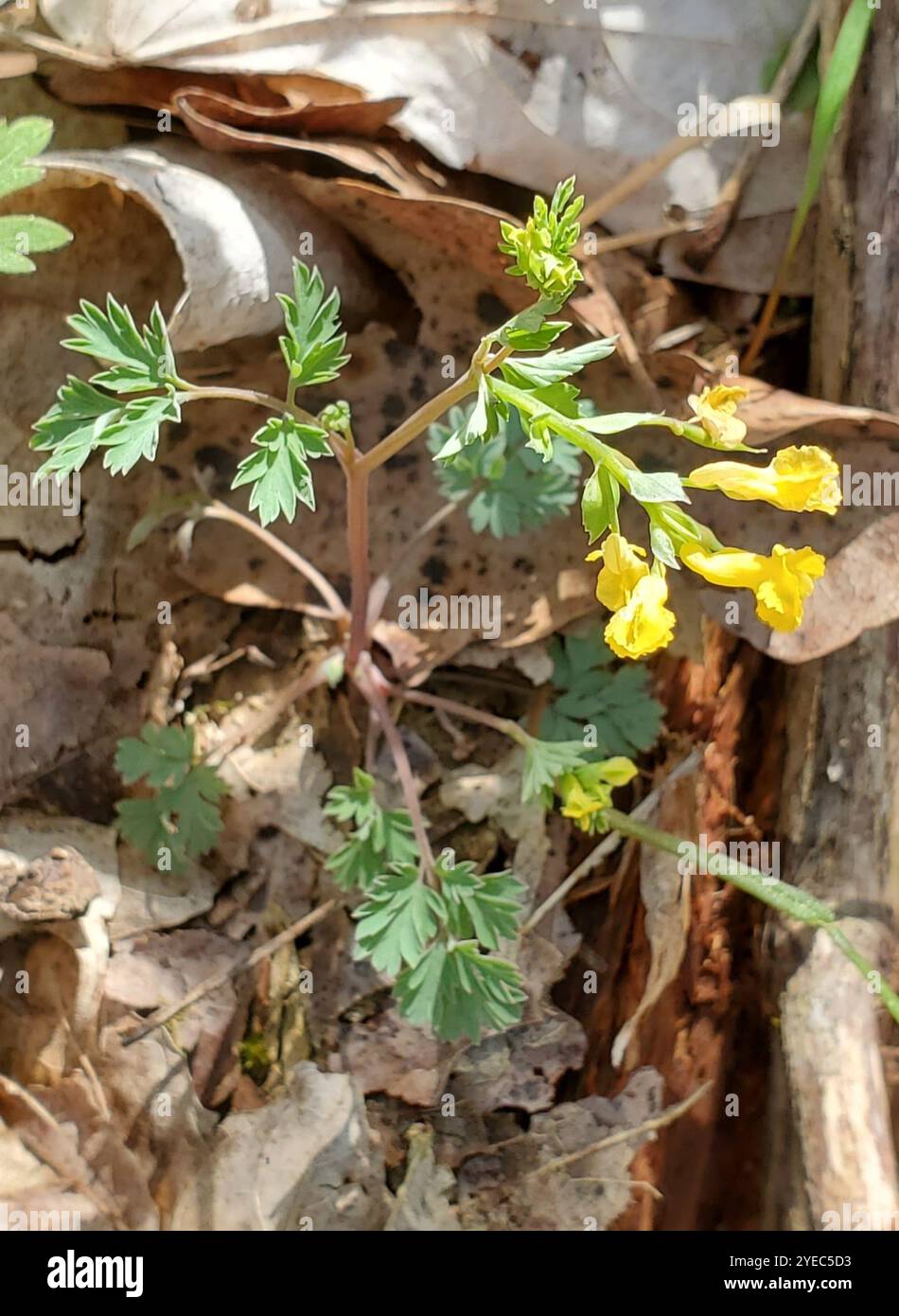 Yellow Corydalis (Corydalis flavula Stock Photo - Alamy