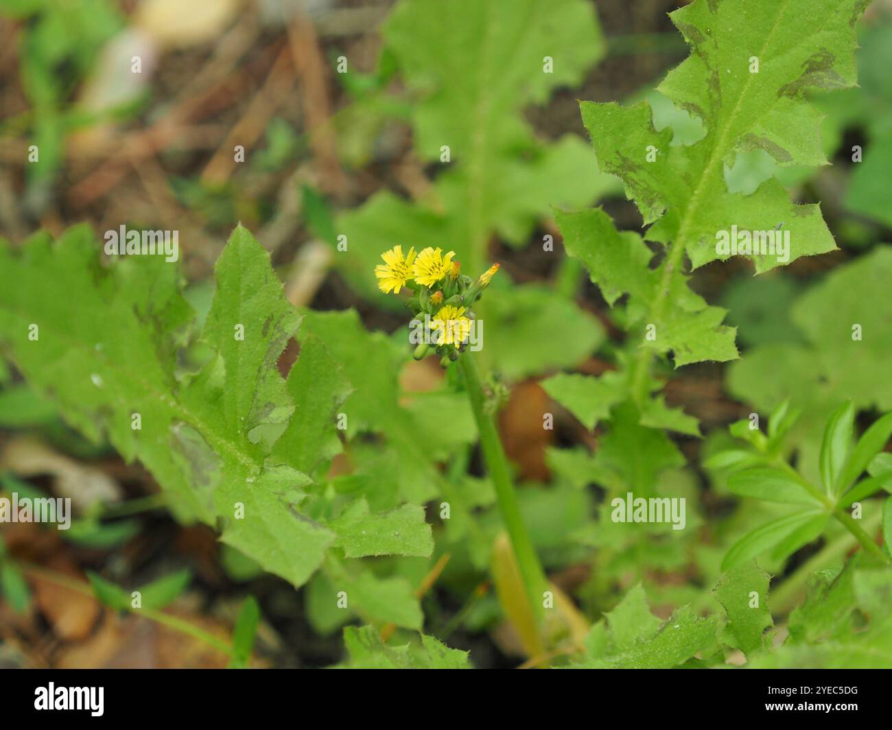 Oriental false hawksbeard (Youngia japonica Stock Photo - Alamy
