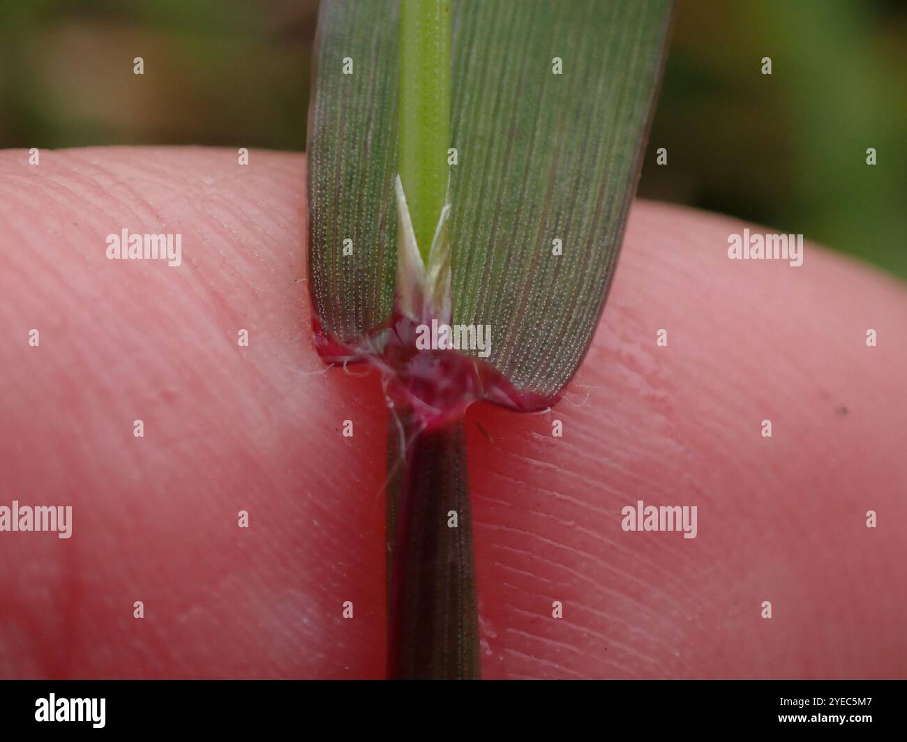 sweet vernal grass (Anthoxanthum odoratum Stock Photo - Alamy