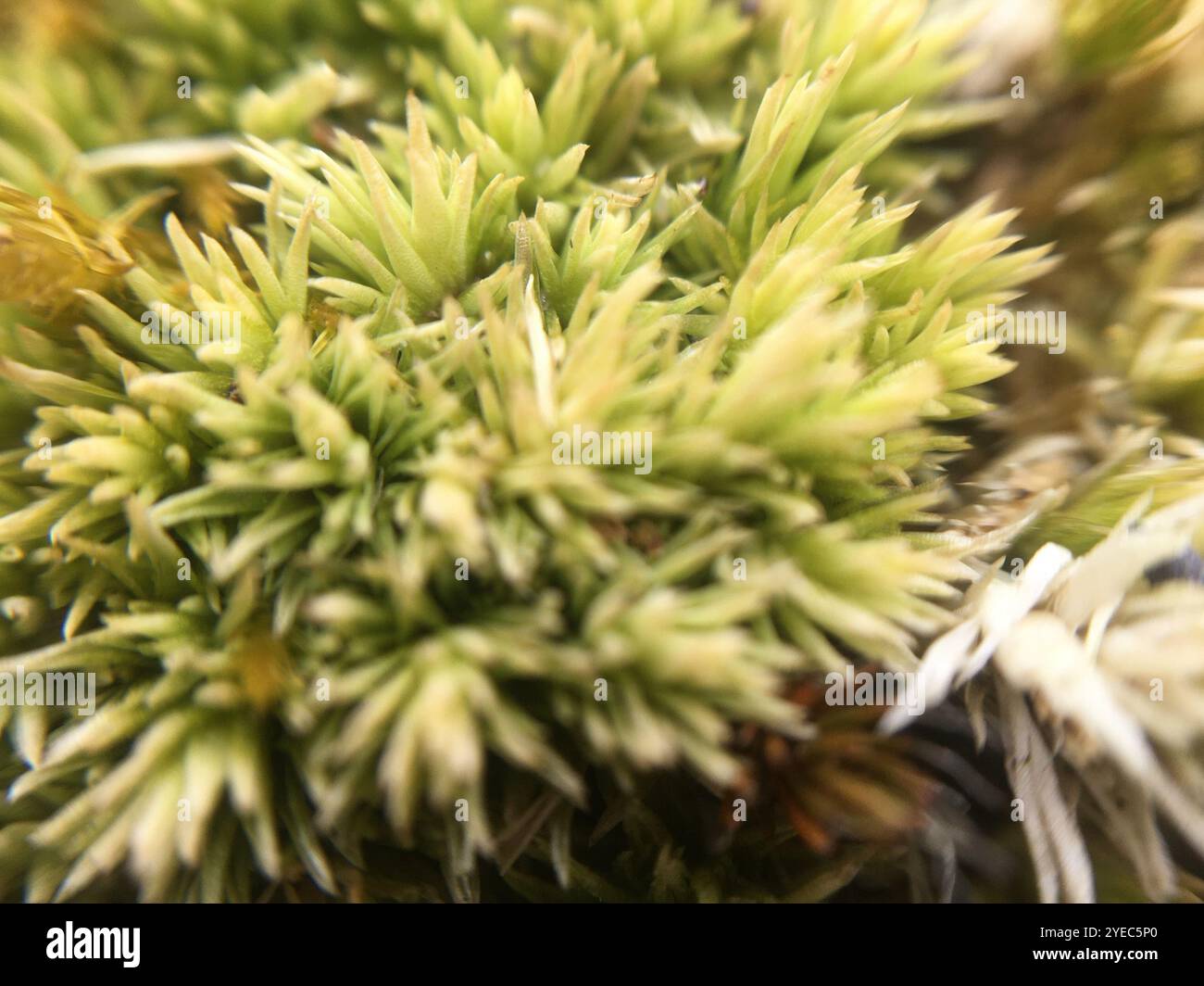 Pincushion Moss (Leucobryum glaucum Stock Photo - Alamy