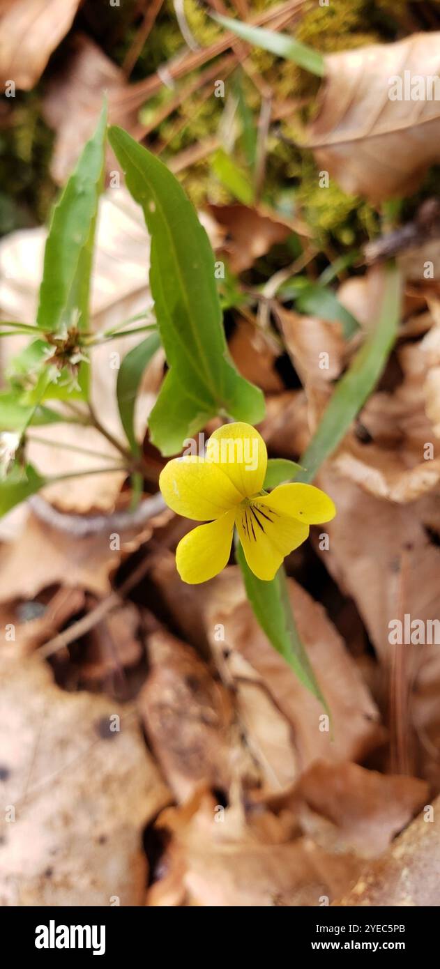Halberd-leaved violet (Viola hastata Stock Photo - Alamy
