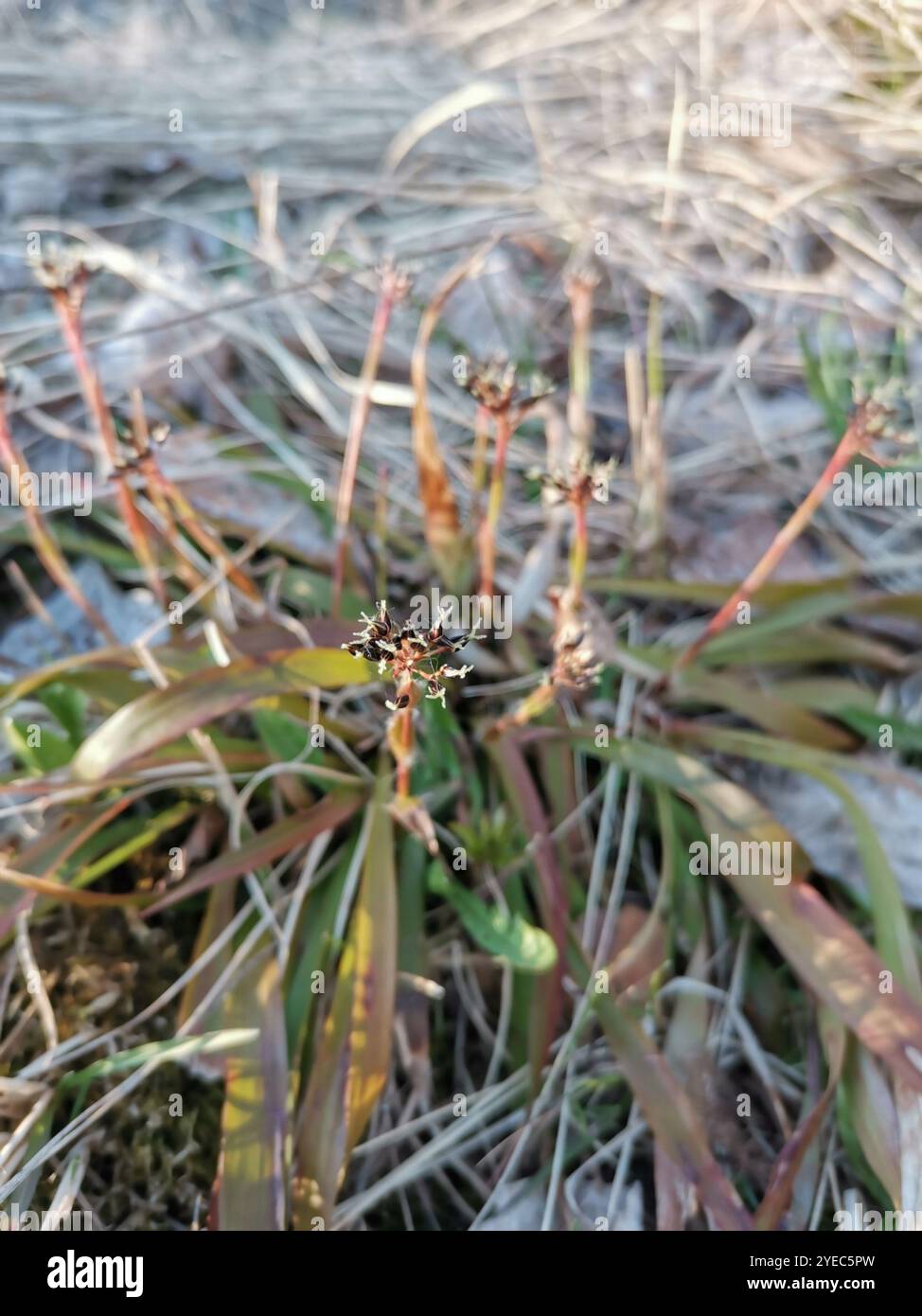 Hairy Woodrush (Luzula pilosa Stock Photo - Alamy