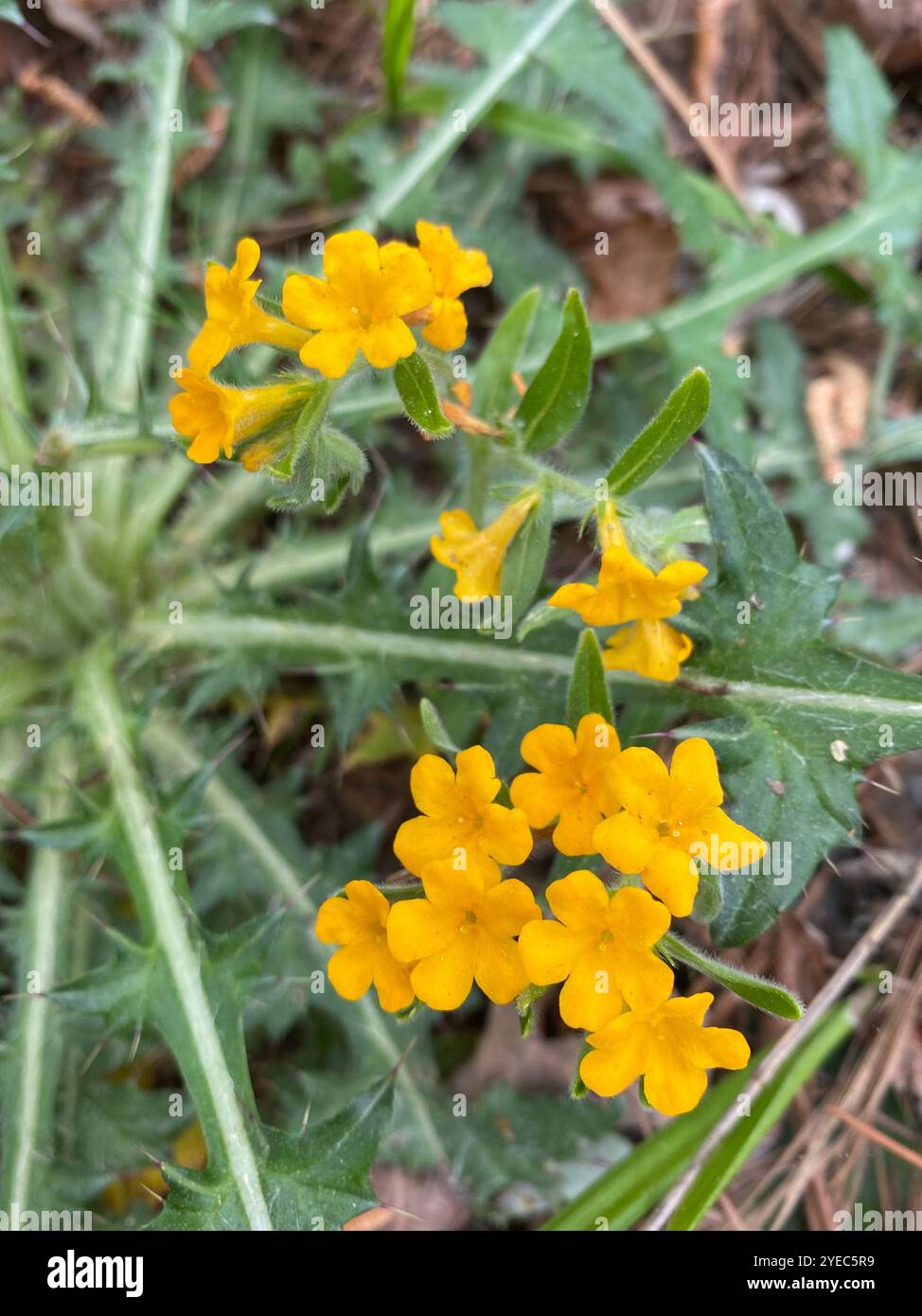 hoary puccoon (Lithospermum canescens Stock Photo - Alamy