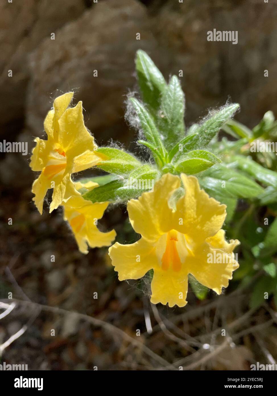 southern bush monkeyflower (Diplacus longiflorus Stock Photo - Alamy