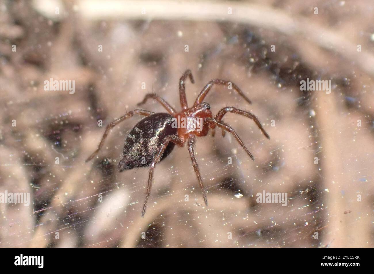 Labyrinth spider (Agelena labyrinthica Stock Photo - Alamy