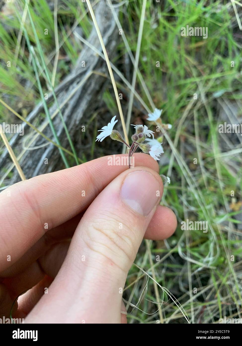 smallflower woodland star (Lithophragma parviflorum Stock Photo - Alamy