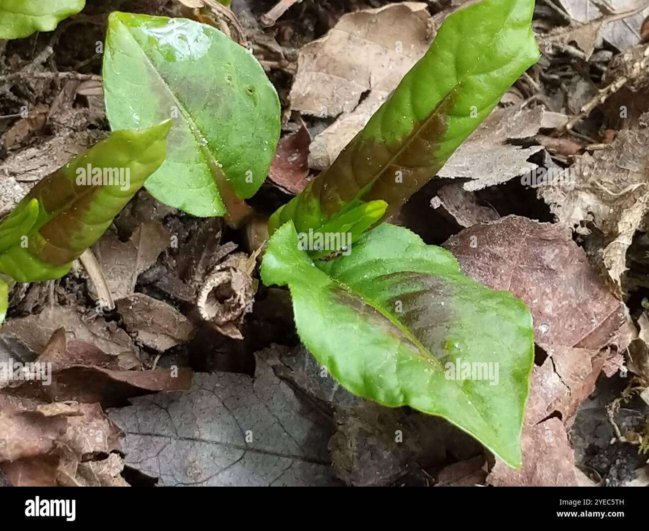 American jumpseed (Persicaria virginiana Stock Photo - Alamy