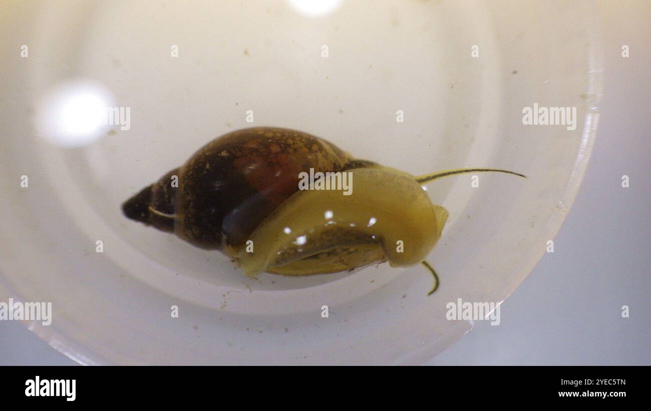 Bladder Snails (Physidae Stock Photo - Alamy