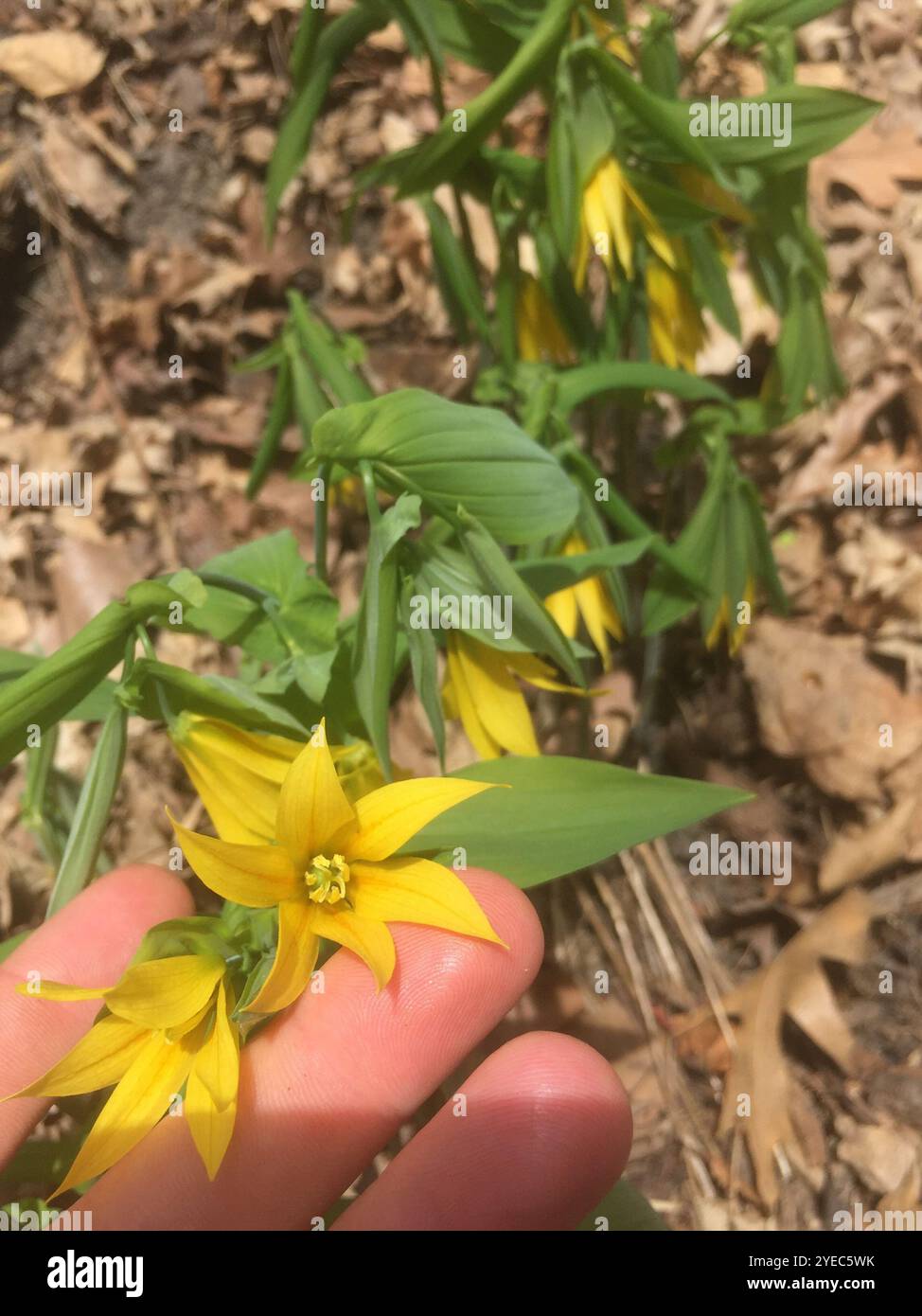 largeflower bellwort (Uvularia grandiflora Stock Photo - Alamy