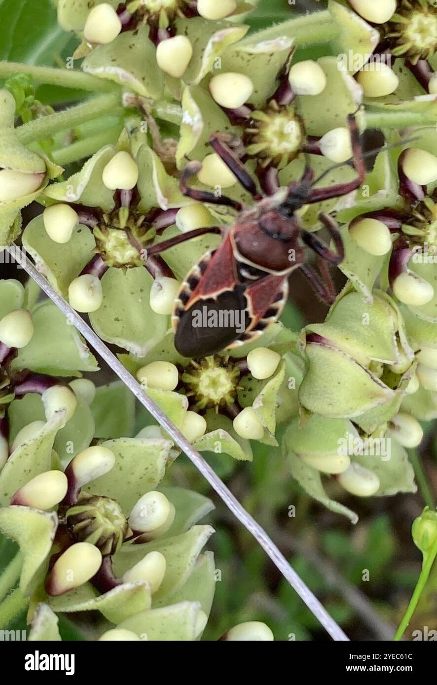 Plains Bee Assassin (Apiomerus spissipes Stock Photo - Alamy