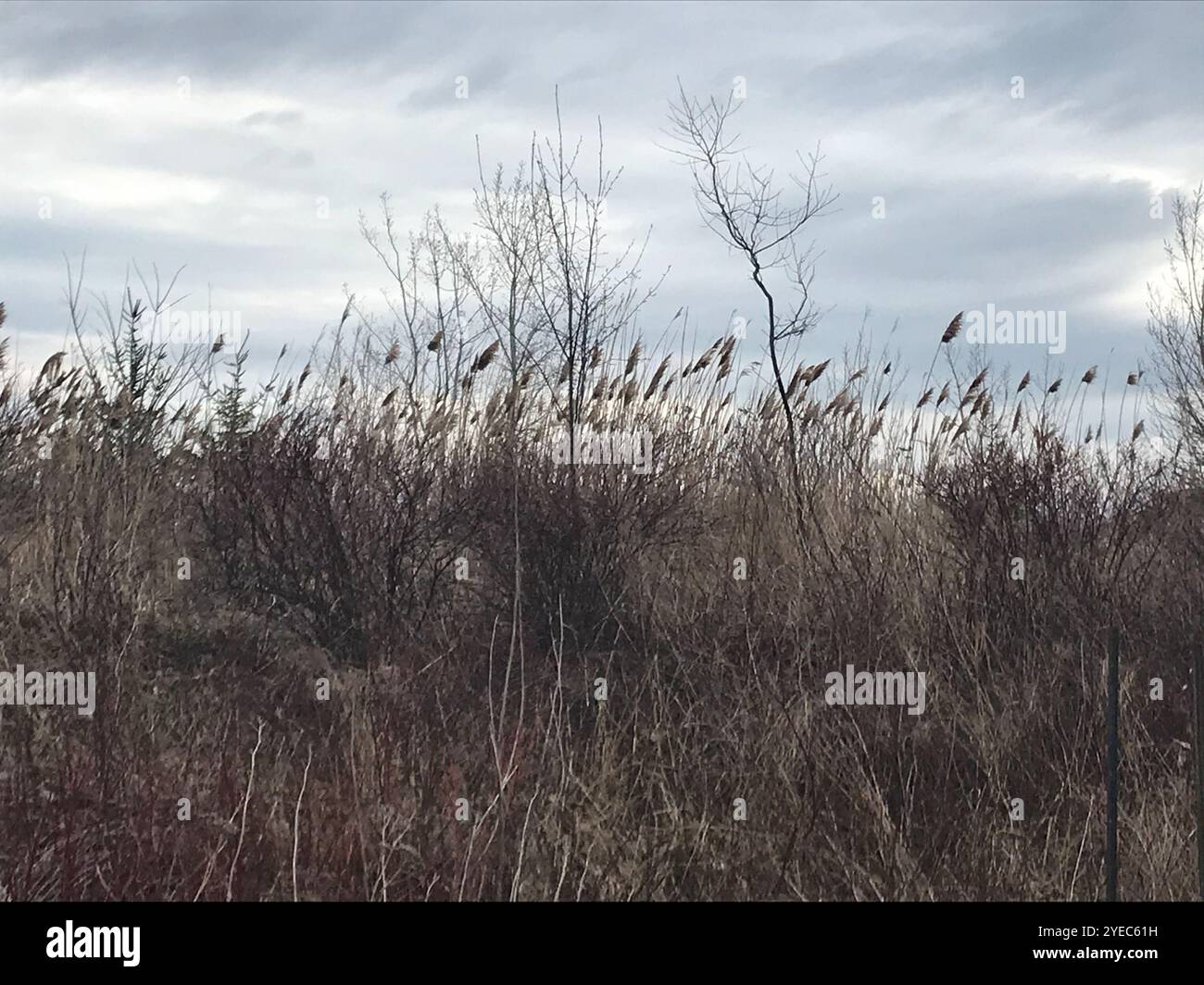 European reed (Phragmites australis australis Stock Photo - Alamy