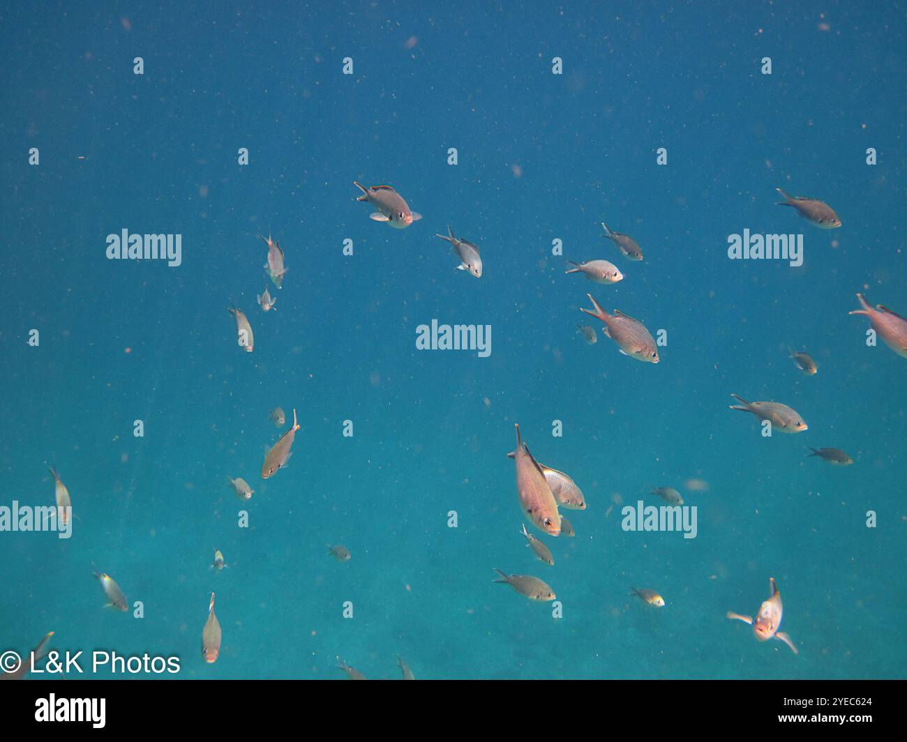 Brown Chromis (Azurina multilineata Stock Photo - Alamy