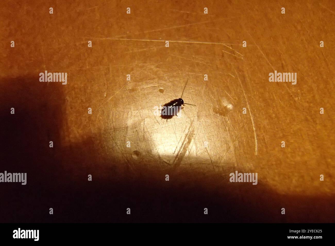 Cockroaches and Termites (Blattodea Stock Photo - Alamy