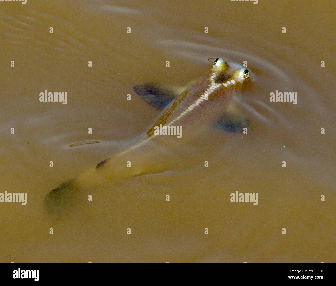 Largescale Four-eyed Fish (Anableps anableps Stock Photo - Alamy
