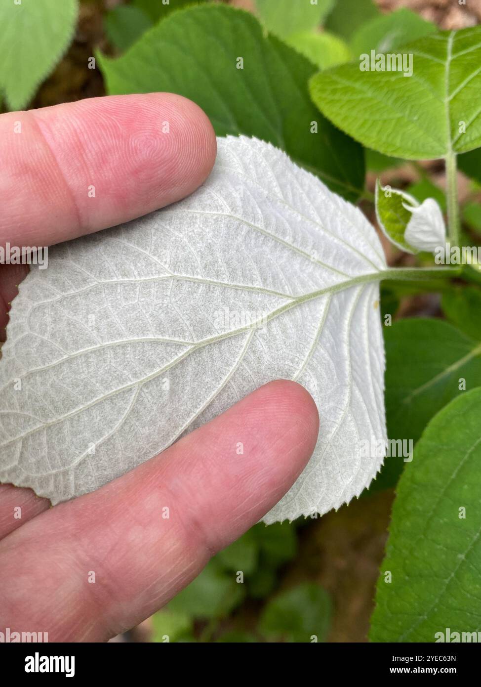 snowy hydrangea (Hydrangea radiata Stock Photo - Alamy