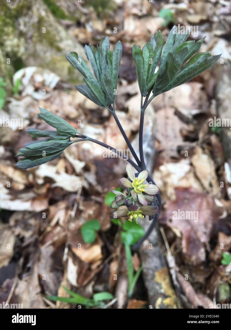 early blue cohosh (Caulophyllum giganteum Stock Photo - Alamy