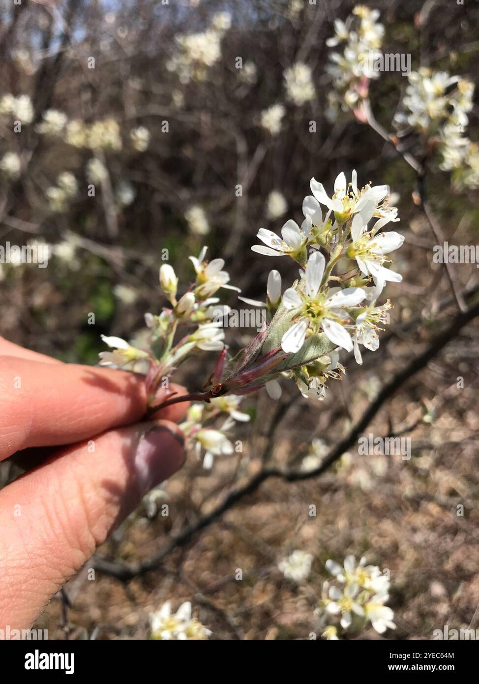 Running Serviceberry (Amelanchier stolonifera Stock Photo - Alamy