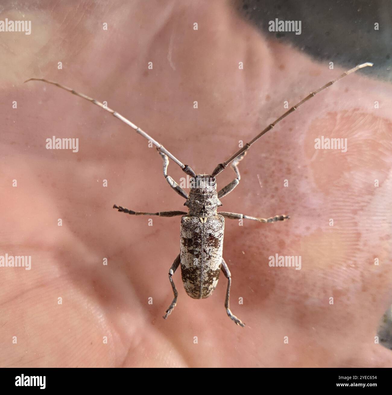 White Oak Borer (Goes tigrinus Stock Photo - Alamy