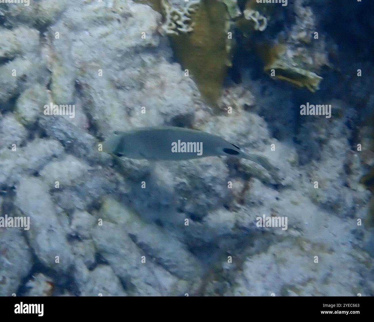 Four-eyed Butterflyfish (Chaetodon capistratus Stock Photo - Alamy