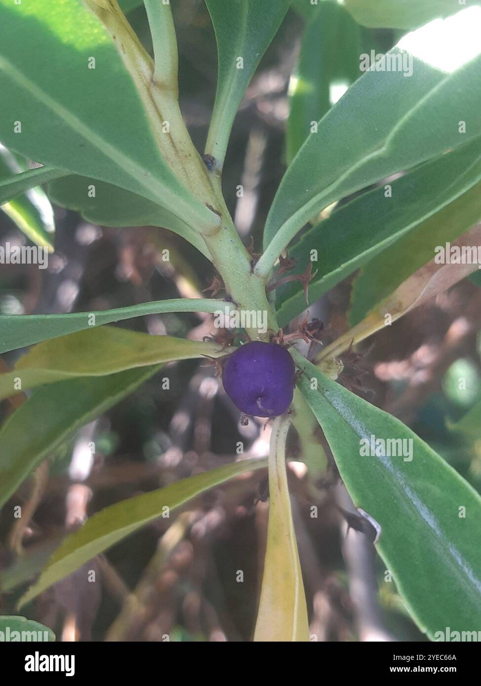 Myoporum insulare hi-res stock photography and images - Alamy