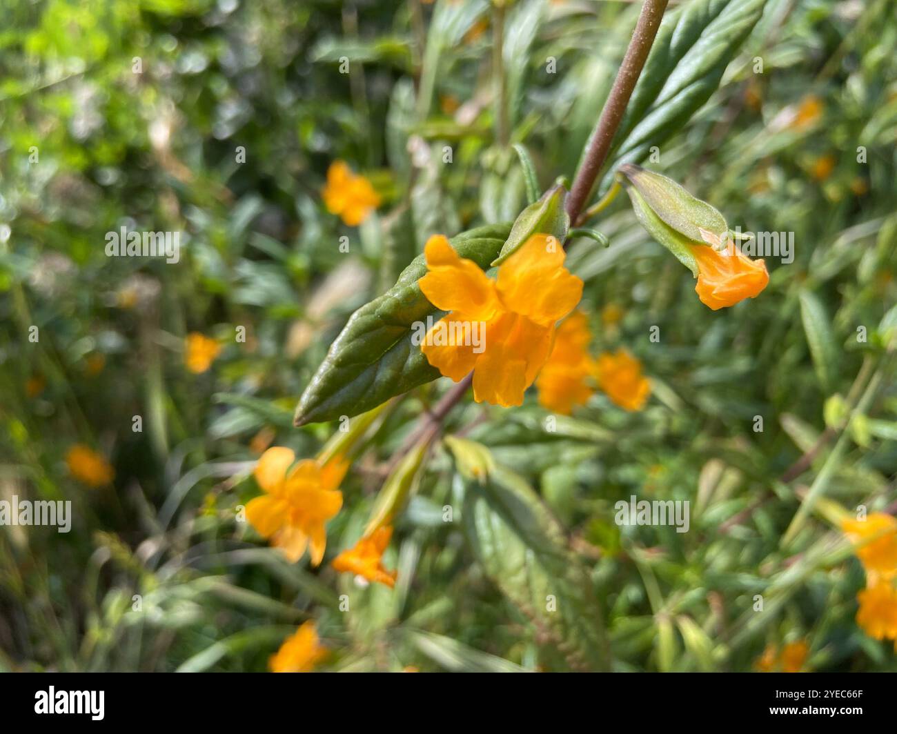 orange bush monkeyflower (Diplacus aurantiacus Stock Photo - Alamy