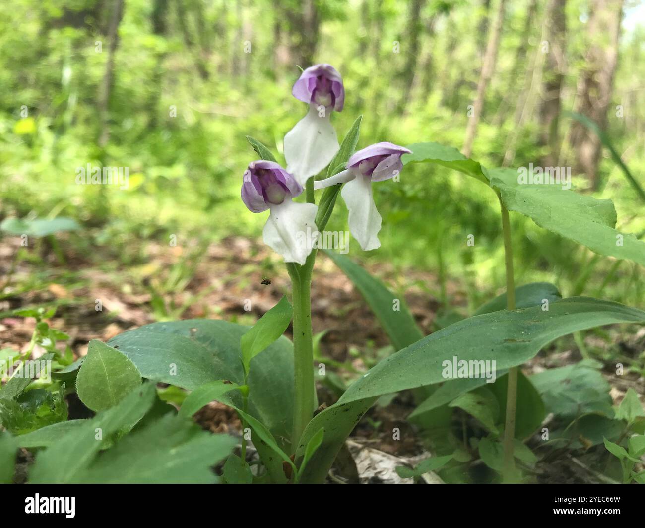 showy orchis (Galearis spectabilis Stock Photo - Alamy