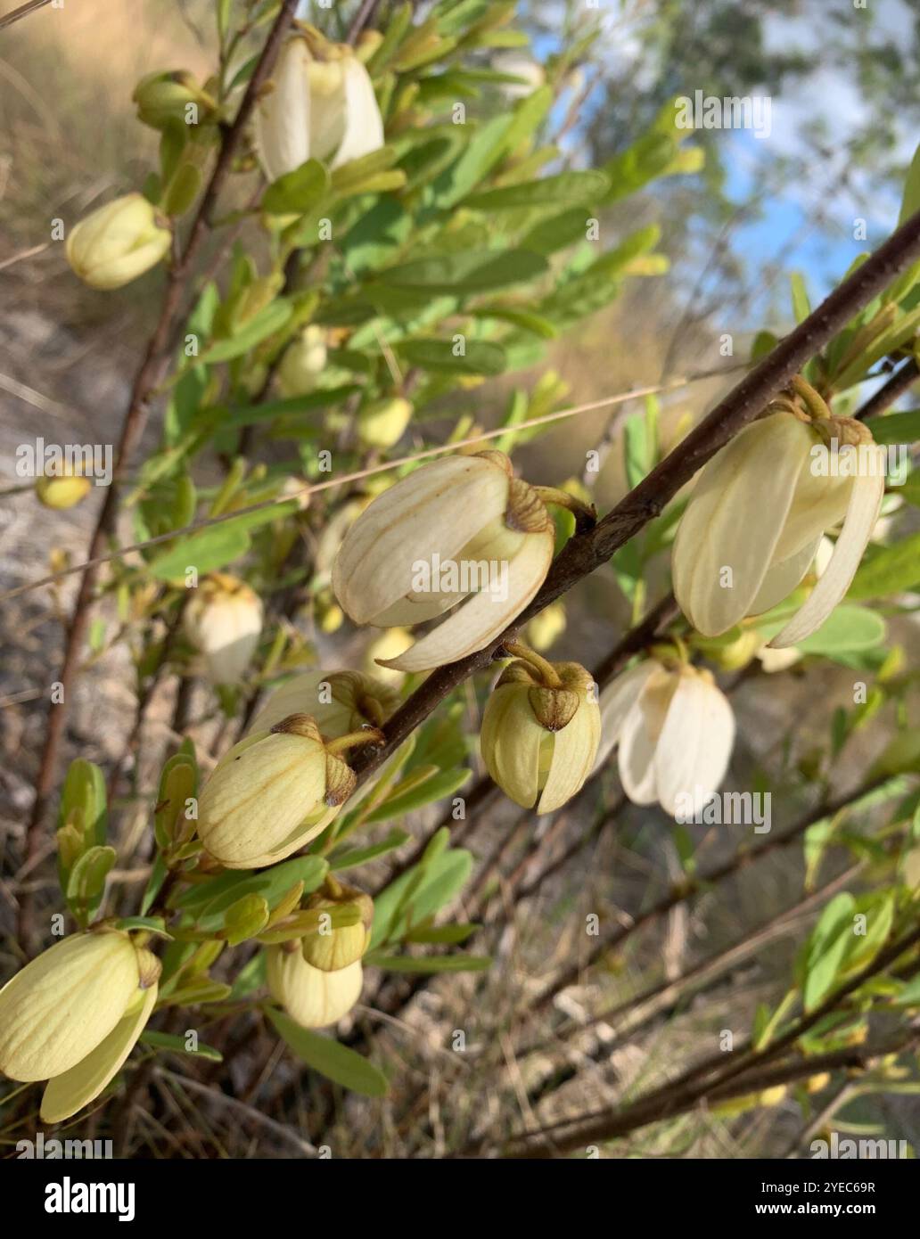 netted pawpaw (Asimina reticulata Stock Photo - Alamy