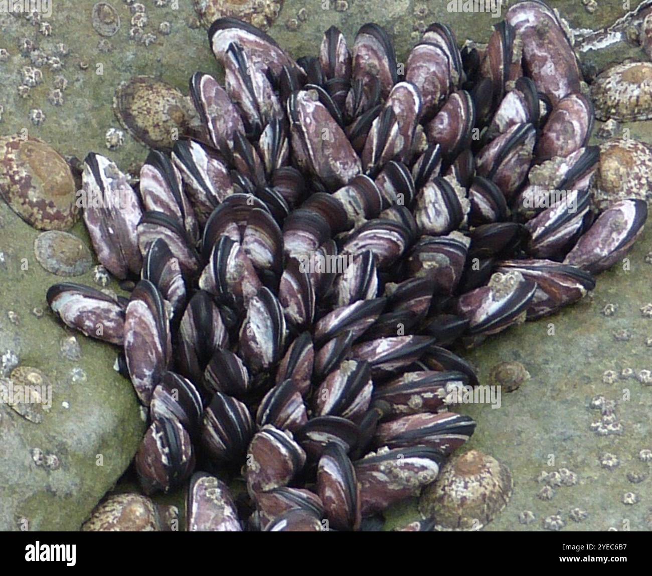 True Mussels (Mytilidae Stock Photo - Alamy