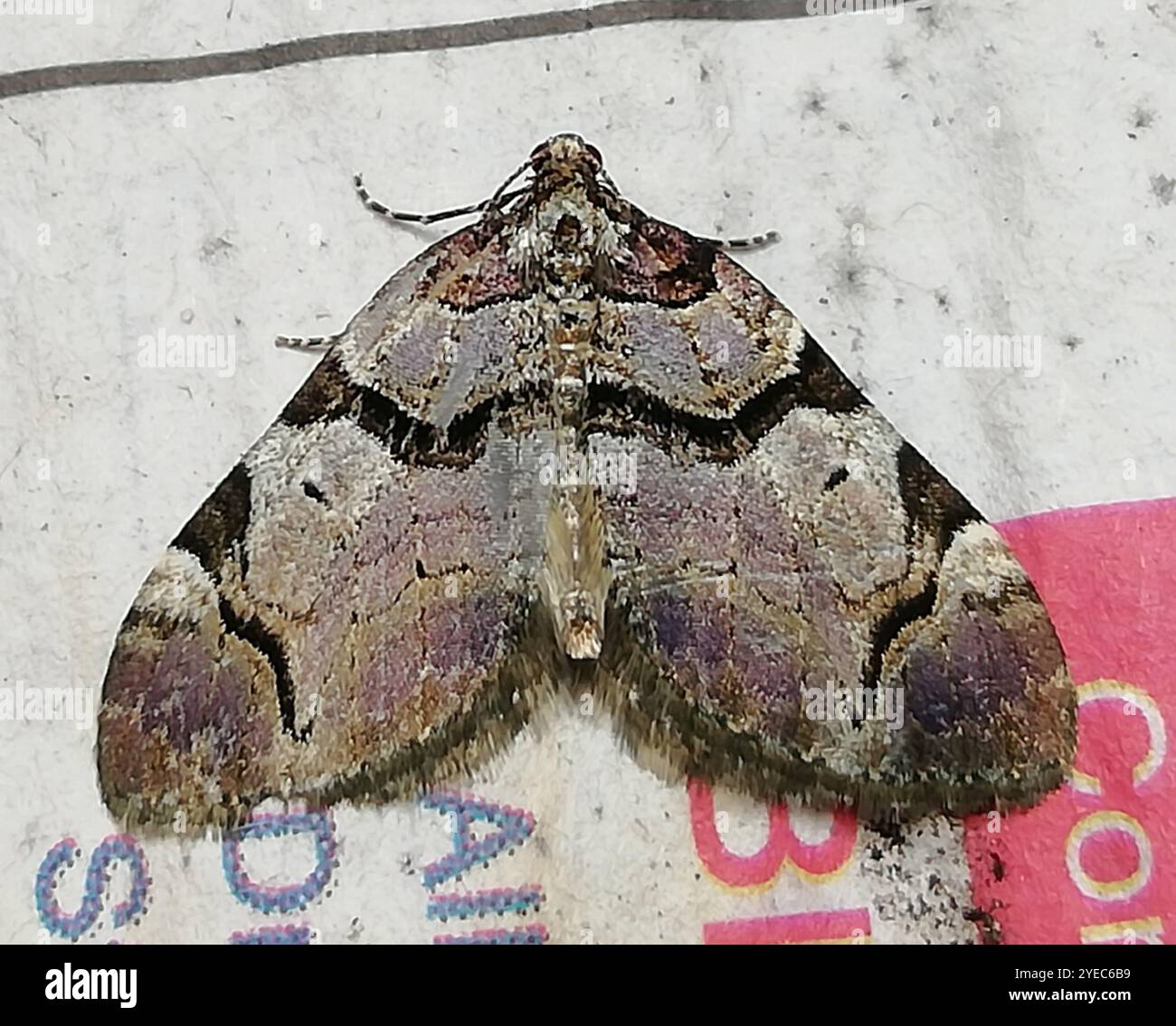 The Streamer (Anticlea derivata Stock Photo - Alamy